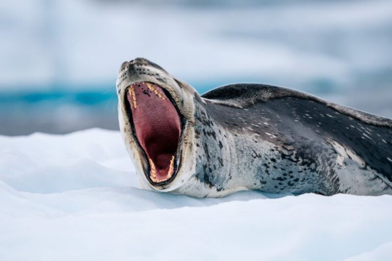 Coolest Job In The World? Expedition Photographer Shares Antarctica ...