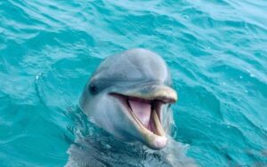 21 Things To Do Near Port Canaveral Cruise Terminal