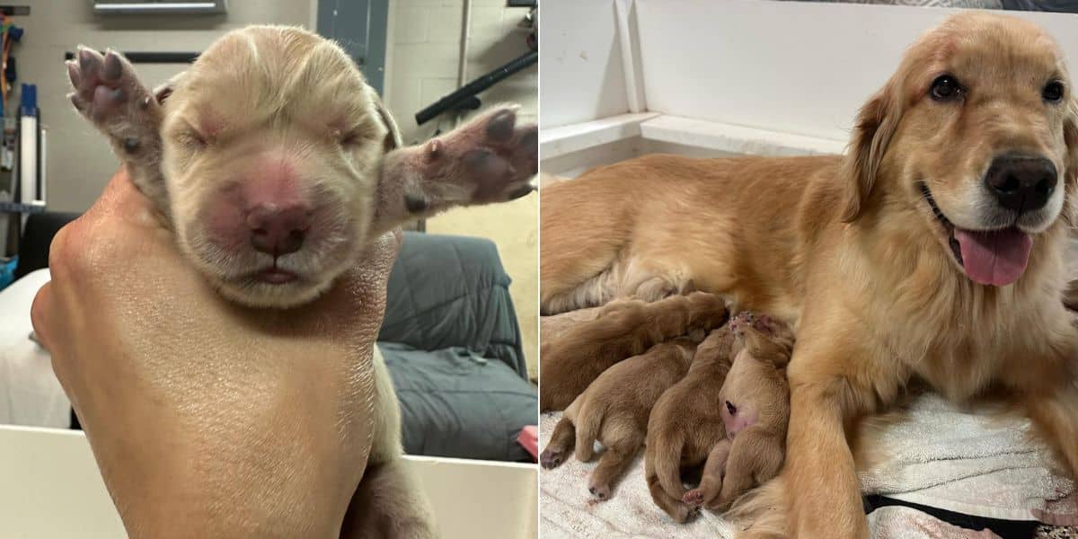 Meet Sailor: Royal Caribbean’s Newest Chief Dog Officer Born Ahead Of ...