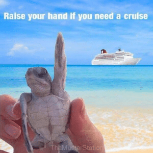 43 Funny Cruise Ship Memes to Make You Smile